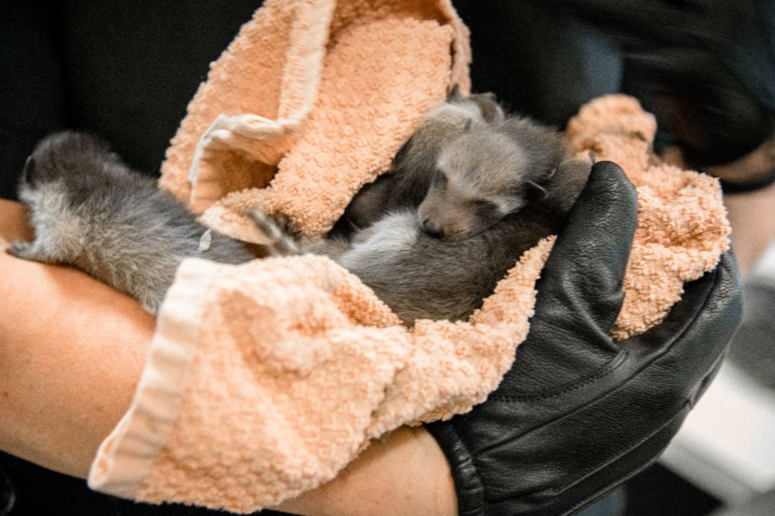 What to do if you find a baby wild animal without its parents - Glen ...