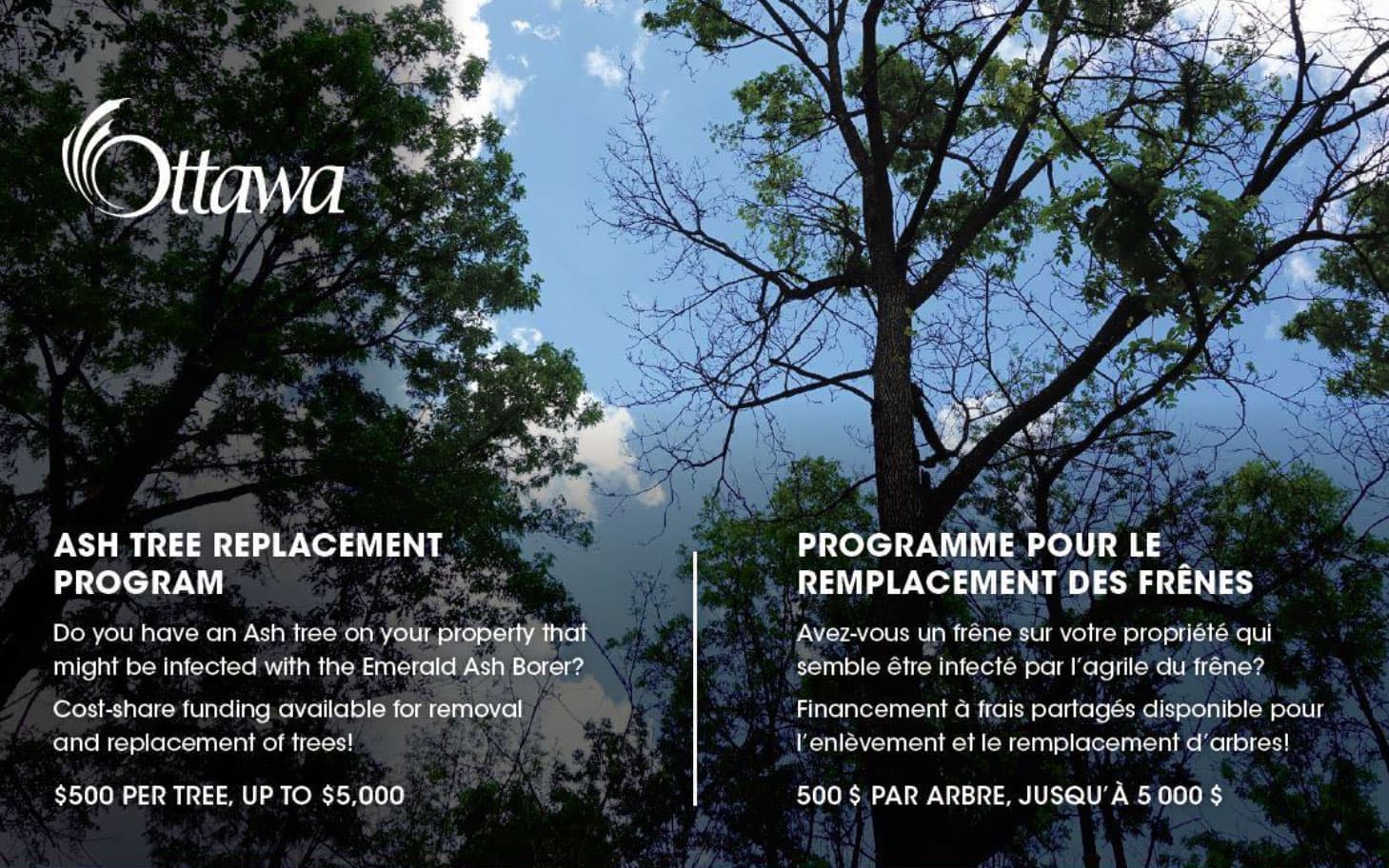 Grants available through the Ottawa Ash Tree replacement program - Glen ...