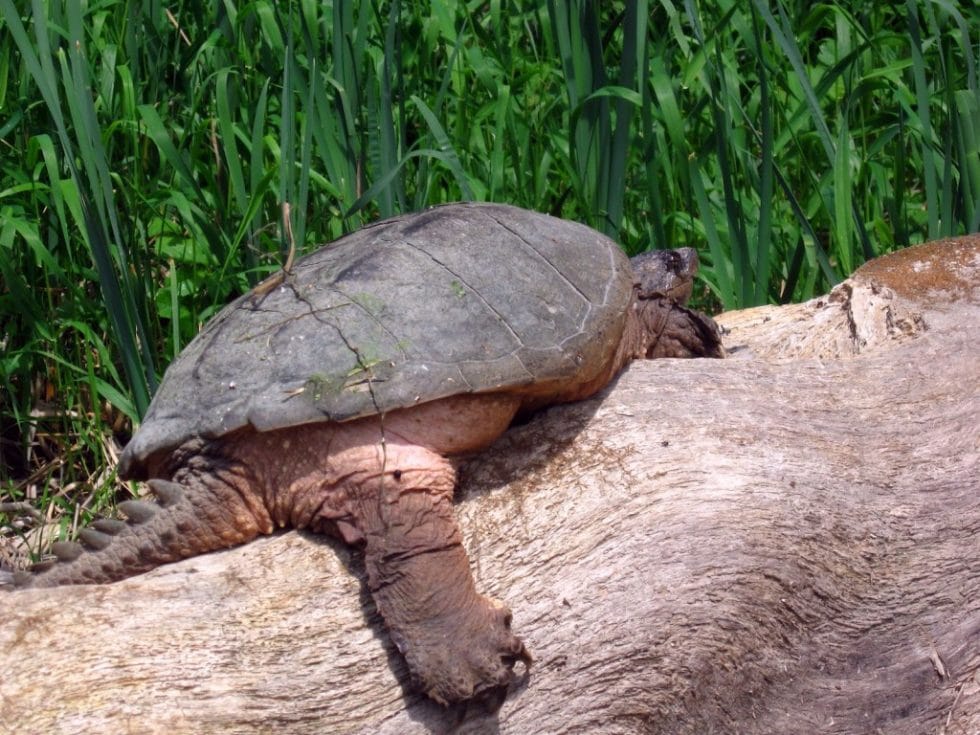 june-is-nesting-season-for-snapping-turtles-glen-gower-councillor