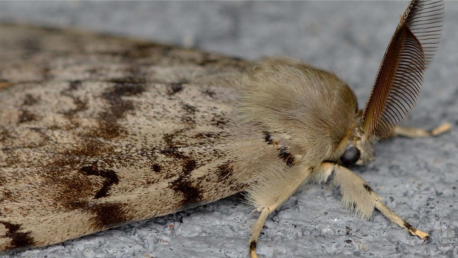 Tips to protect your trees from gypsy moths - Glen Gower | Councillor ...
