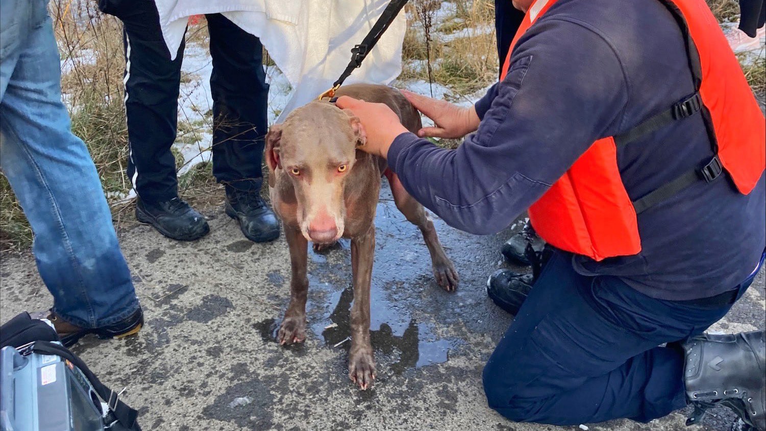 First responders rescue dog from stormwater pond - Glen Gower ...