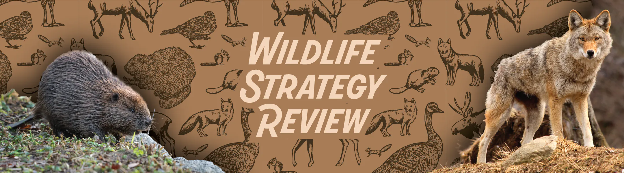 Wildlife Strategy Review: Engage Ottawa Page is Live - Glen Gower ...