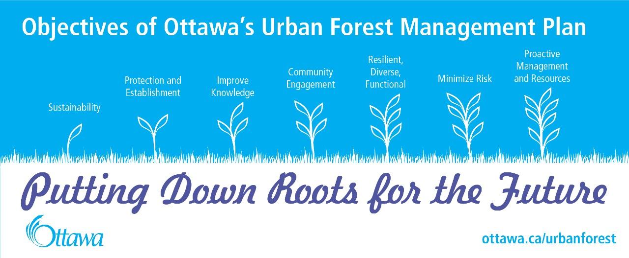 Committee hears update on urban forest plan, tree planting priorities ...